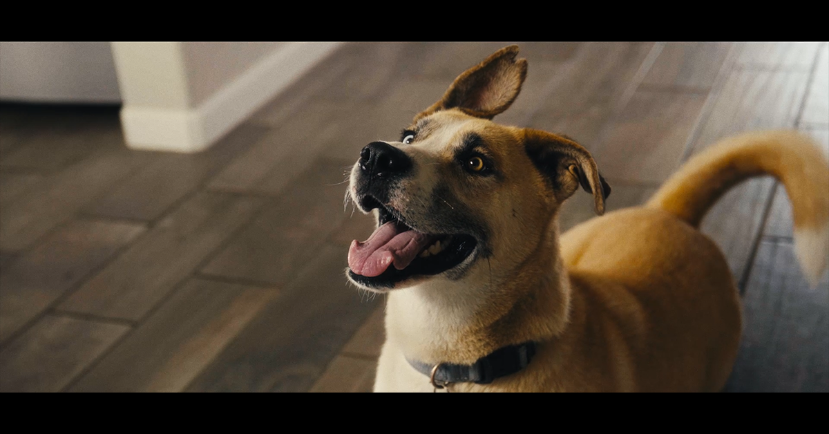 Chef’s Pure Pet – :30 Commercial - ADvine